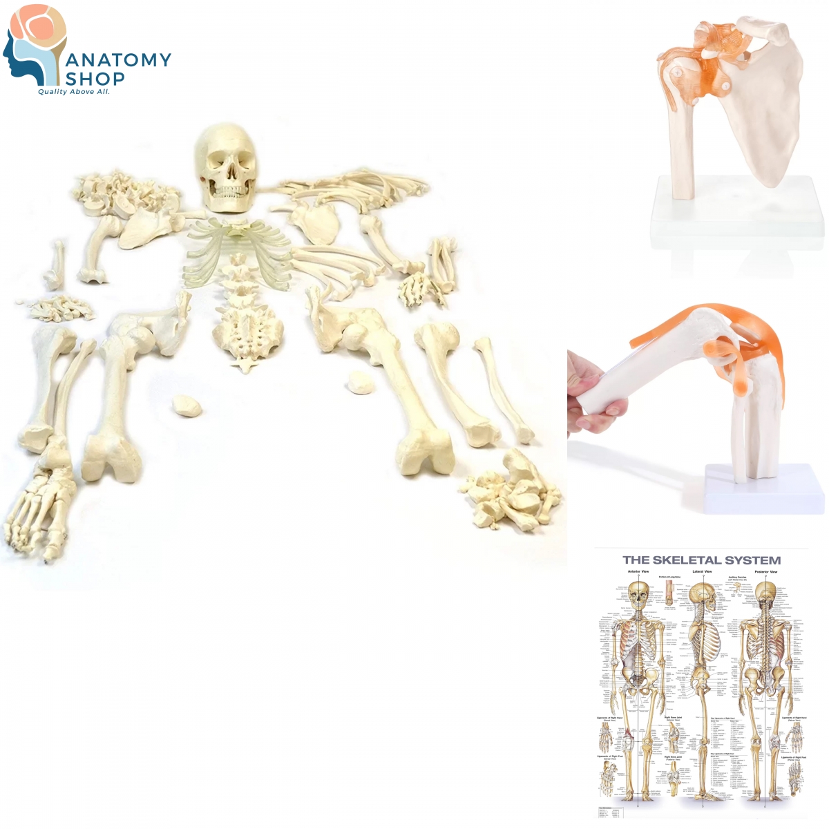 Ultimate Osteology & Joint Learning Kit – Boneset, Joint Models & Skeletal Chart